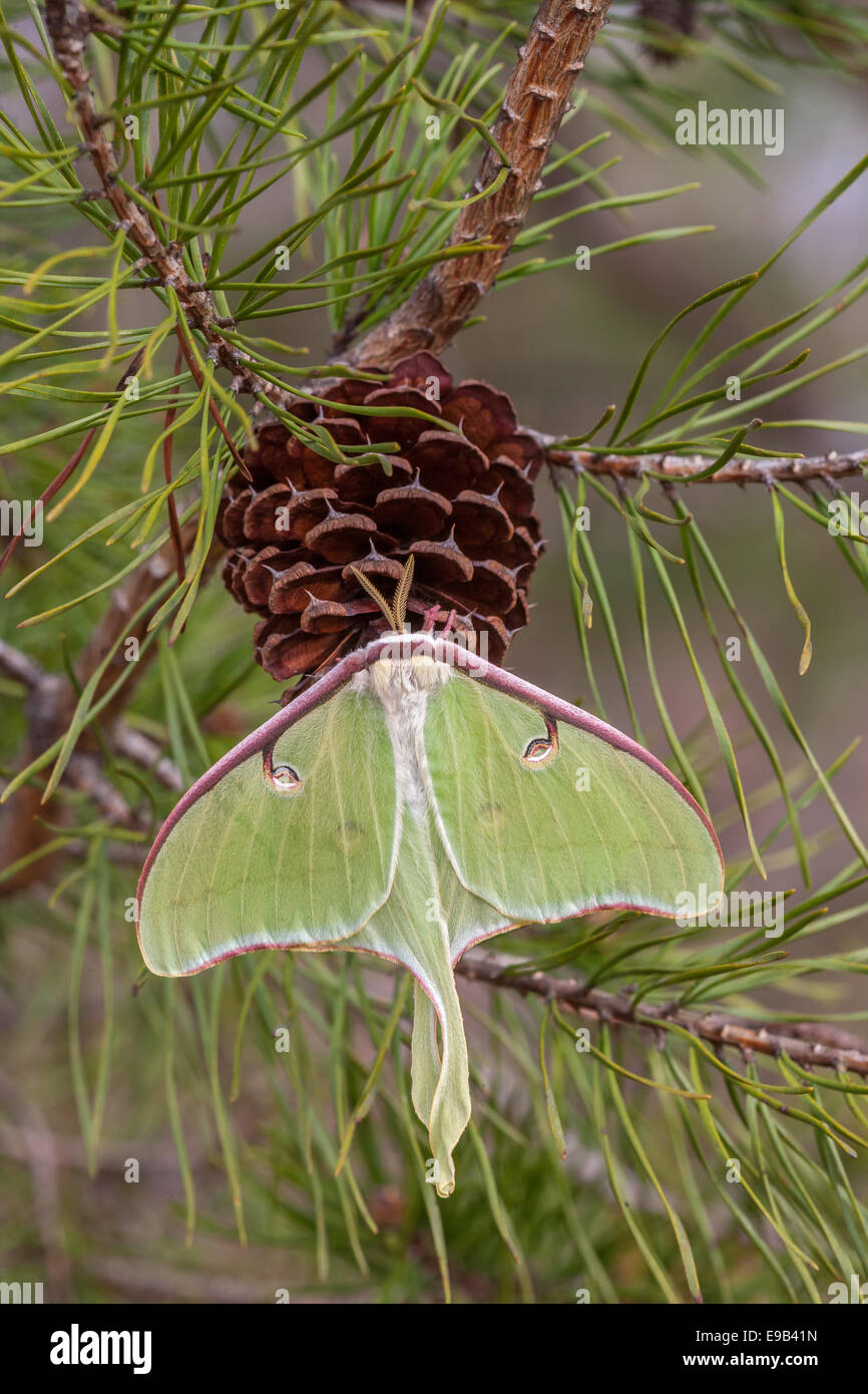 Luna Moth female hanging on a Virginia pine cone. Sumter National ...