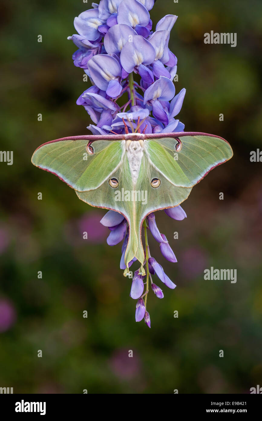 Luna Moth female hanging on blooming Chinese Wisteria. Wateree River ...