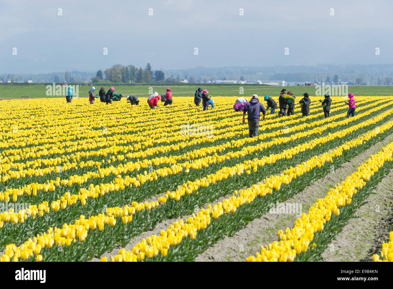 Foreign farm workers hi-res stock photography and images - Alamy