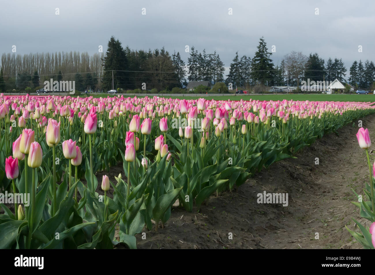 Commercial Tulip farm near La Conner during anual Tulip Festival in ...