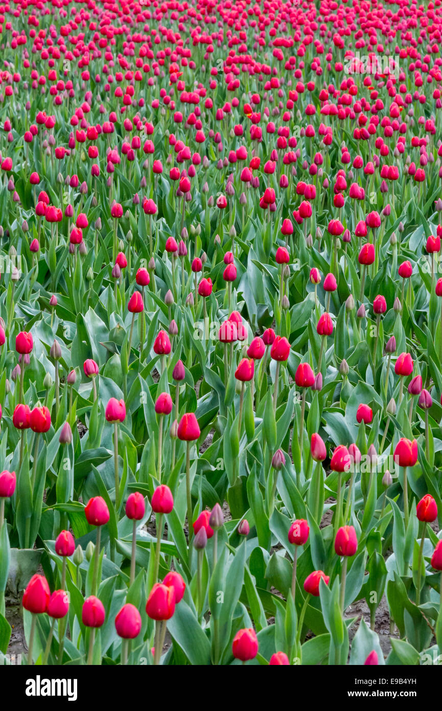 Commercial Tulip farm near La Conner during anual Tulip Festival in ...
