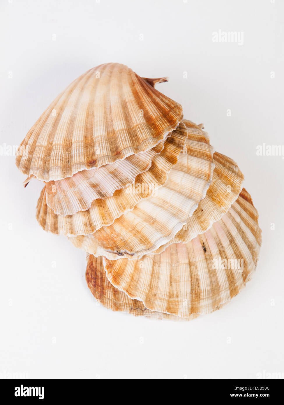 Scallops stacked and isolated on white background Stock Photo - Alamy