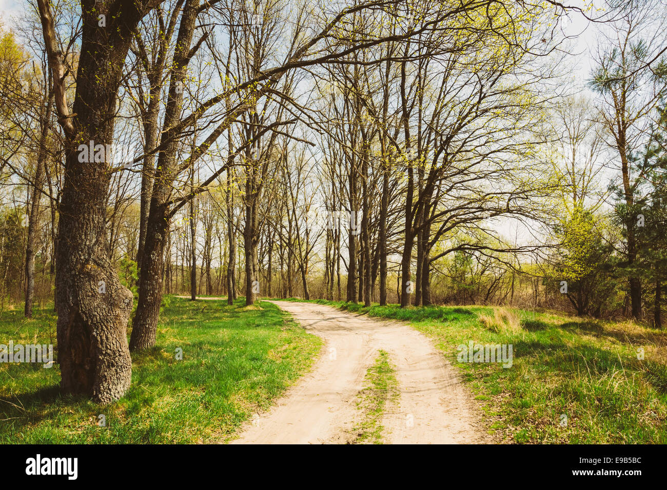 Spring Time In Countryside. Green Young Grass, Trees Stock Photo - Alamy