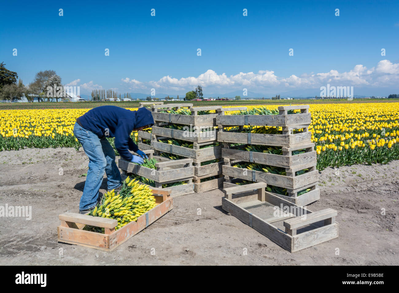 Foreign farm workers hi-res stock photography and images - Alamy