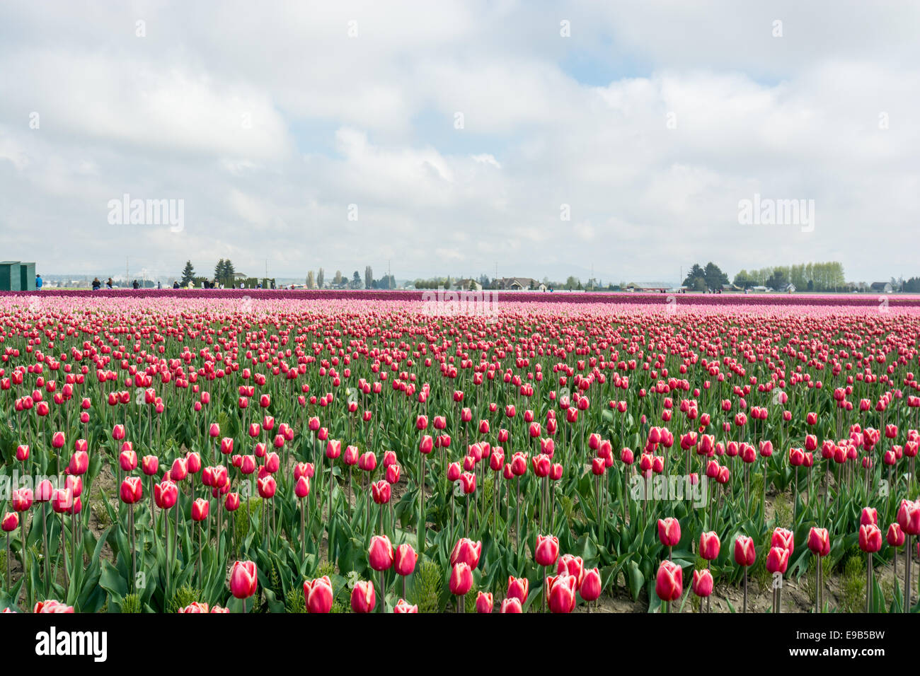 Commercial Tulip farm near La Conner during anual Tulip Festival in ...
