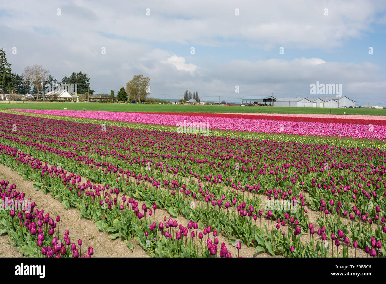Commercial Tulip farm near La Conner during anual Tulip Festival in ...