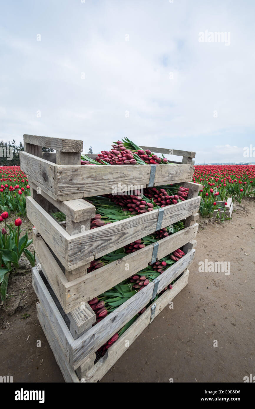 Crates of colorful tulips ready for market from Skagit Valley.LA Conner ...