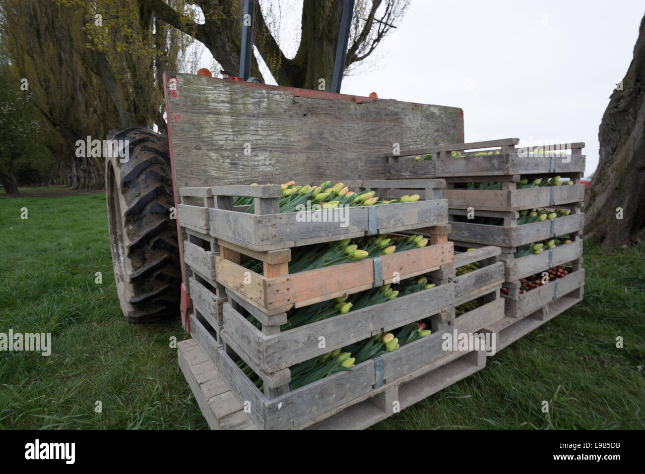 Crates of colorful tulips ready for market from Skagit Valley.LA Conner ...
