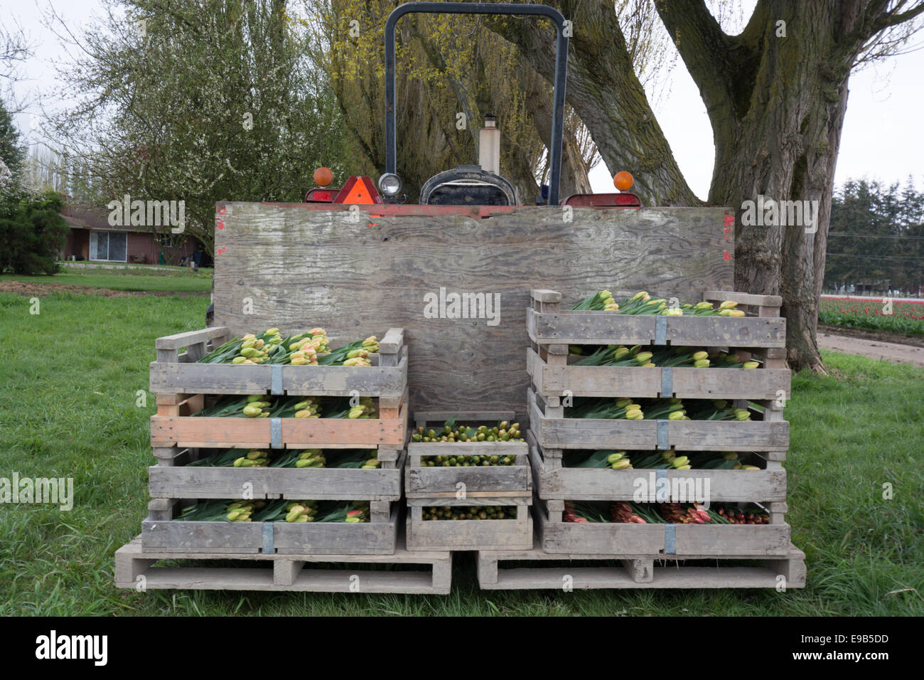 Crates of colorful tulips ready for market from Skagit Valley.LA Conner ...