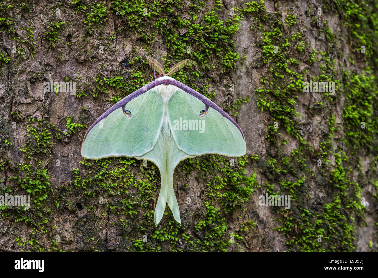 Moon moth hi-res stock photography and images - Alamy