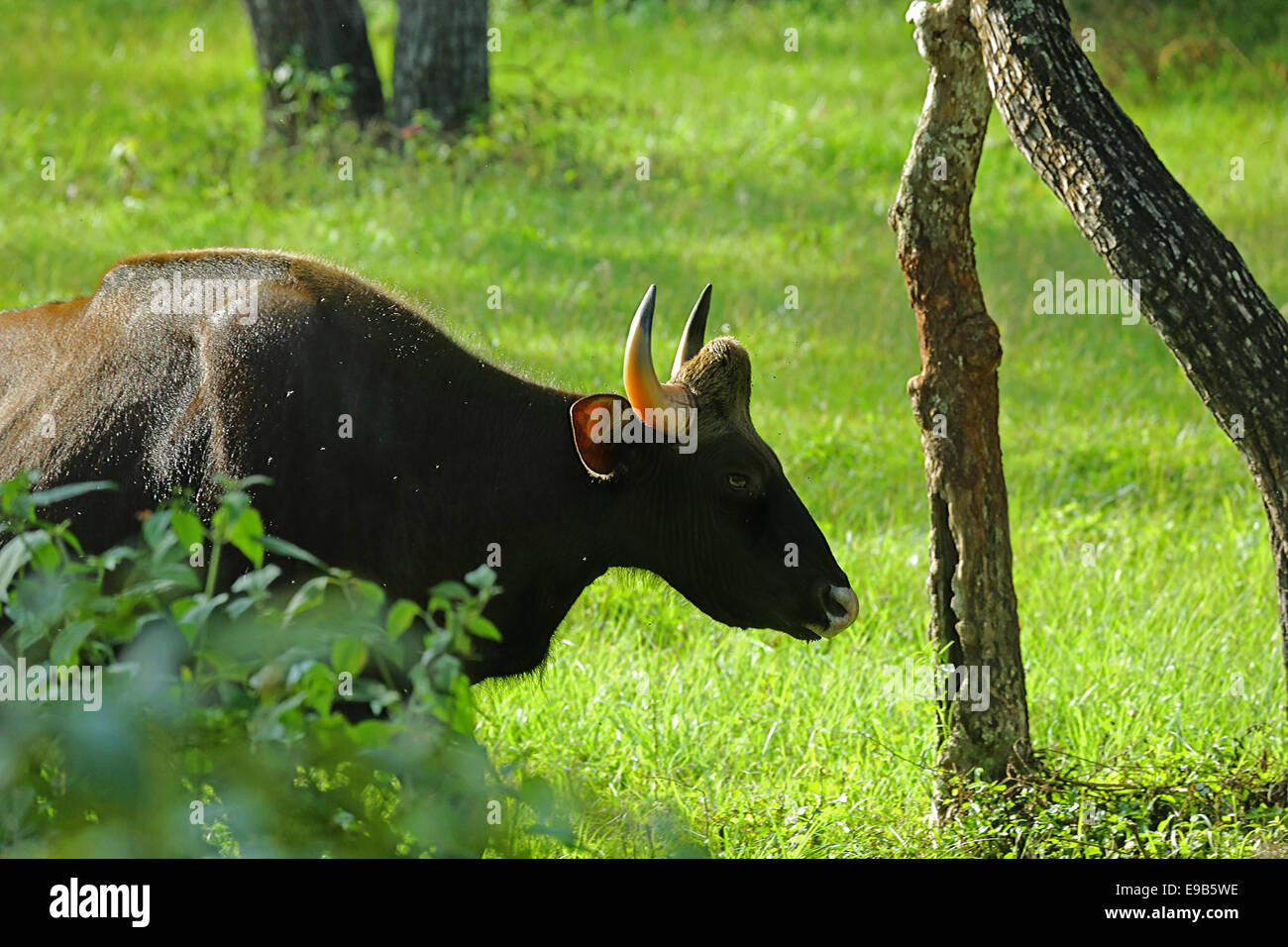 A wild Indian Gaur, the largest cattle in the world Stock Photo - Alamy