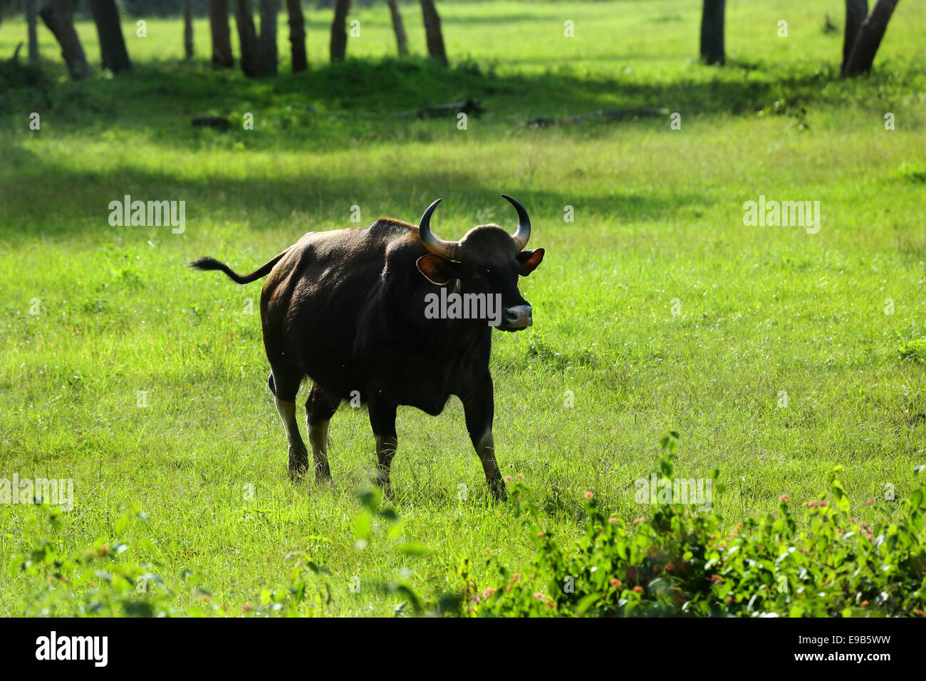 A wild Indian Gaur, the largest cattle in the world Stock Photo - Alamy