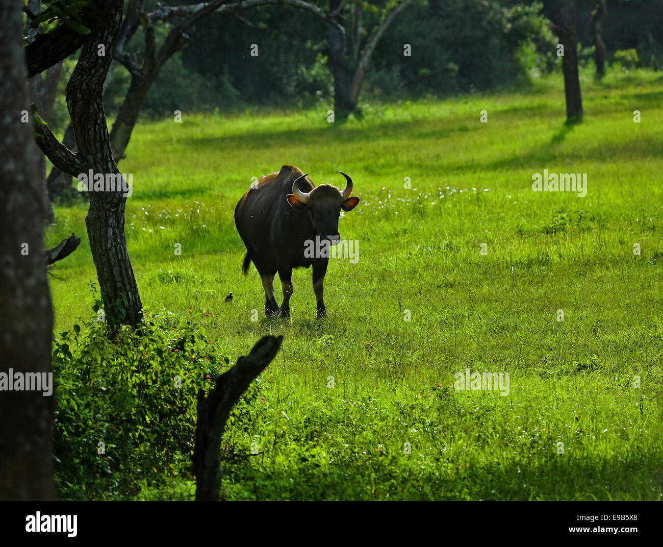 A wild Indian Gaur, the largest cattle in the world Stock Photo - Alamy