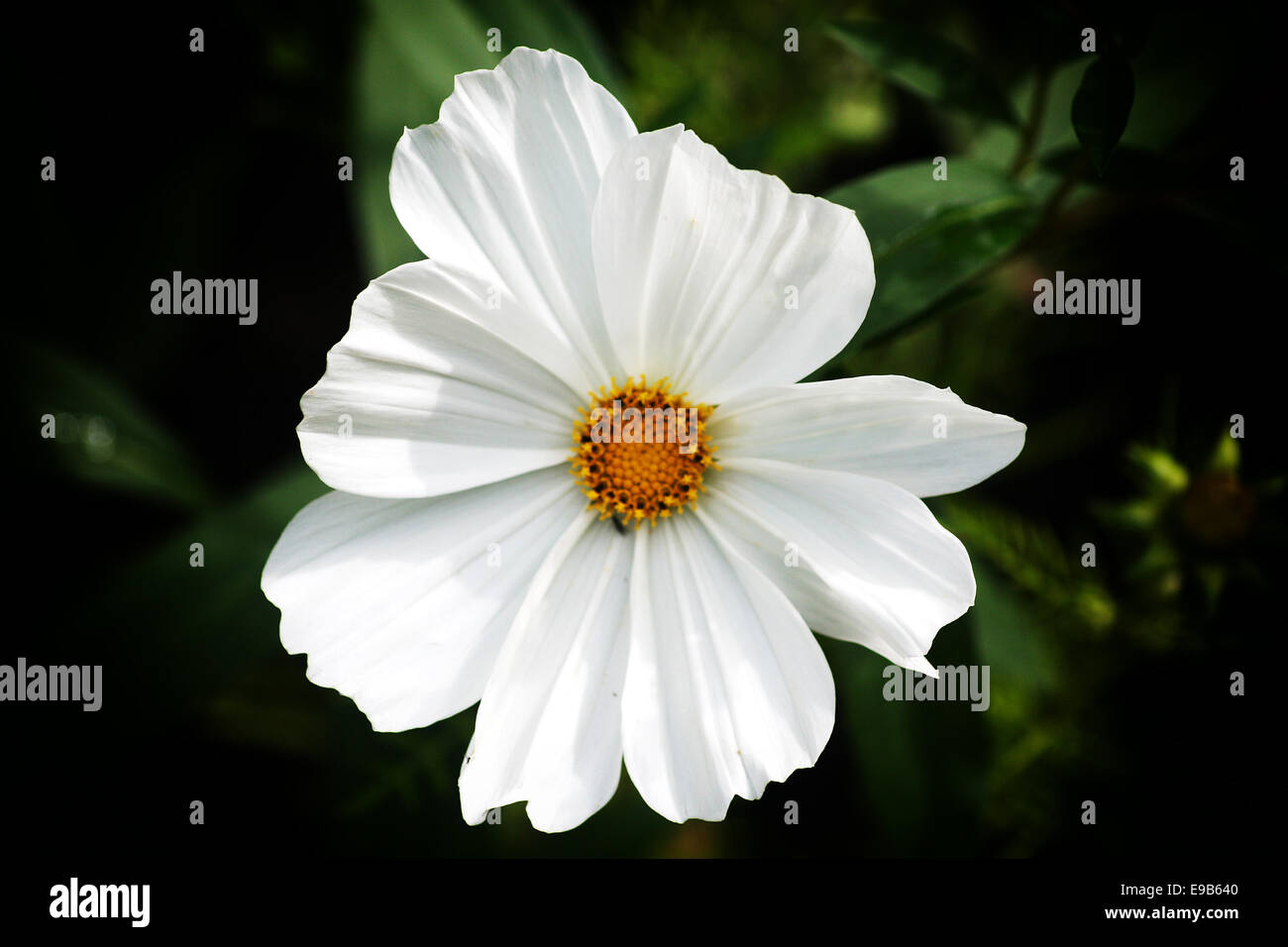 Simple flower beauty hi-res stock photography and images - Alamy
