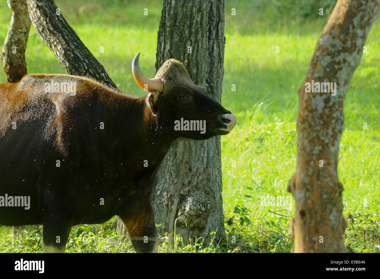 A wild Indian Gaur, the largest cattle in the world Stock Photo - Alamy