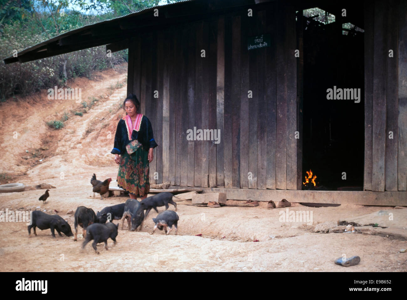 Thailand pigs hi-res stock photography and images - Alamy