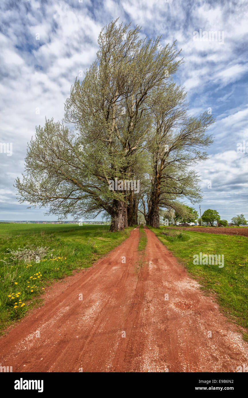 Large old poplars in a Prince Edward Island landscape Stock Photo - Alamy