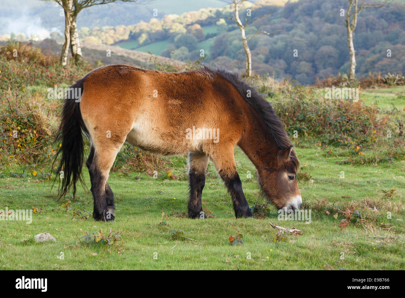 Quantock horse hi-res stock photography and images - Alamy