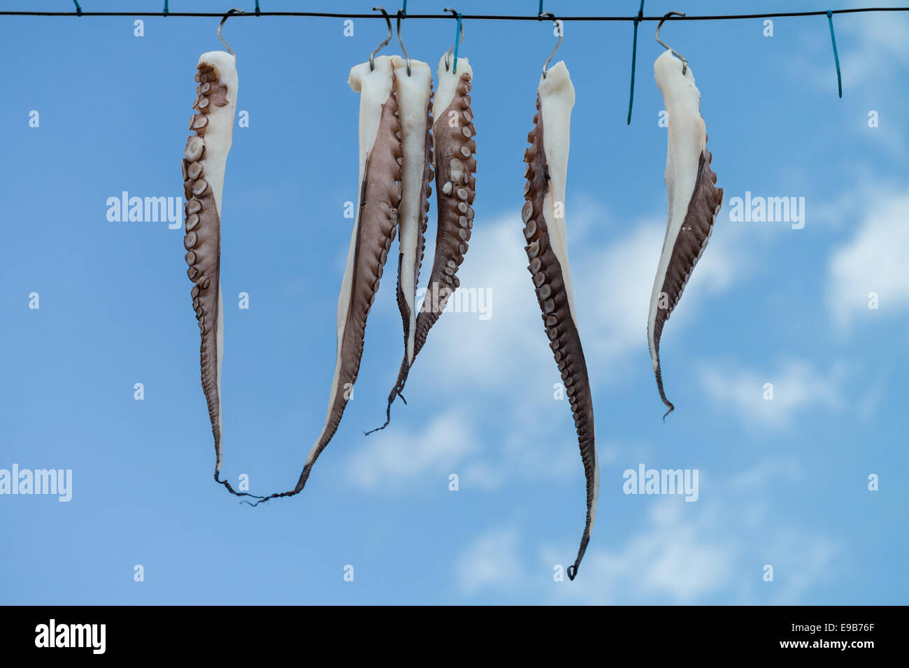 Seafood octopus arms Stock Photo - Alamy