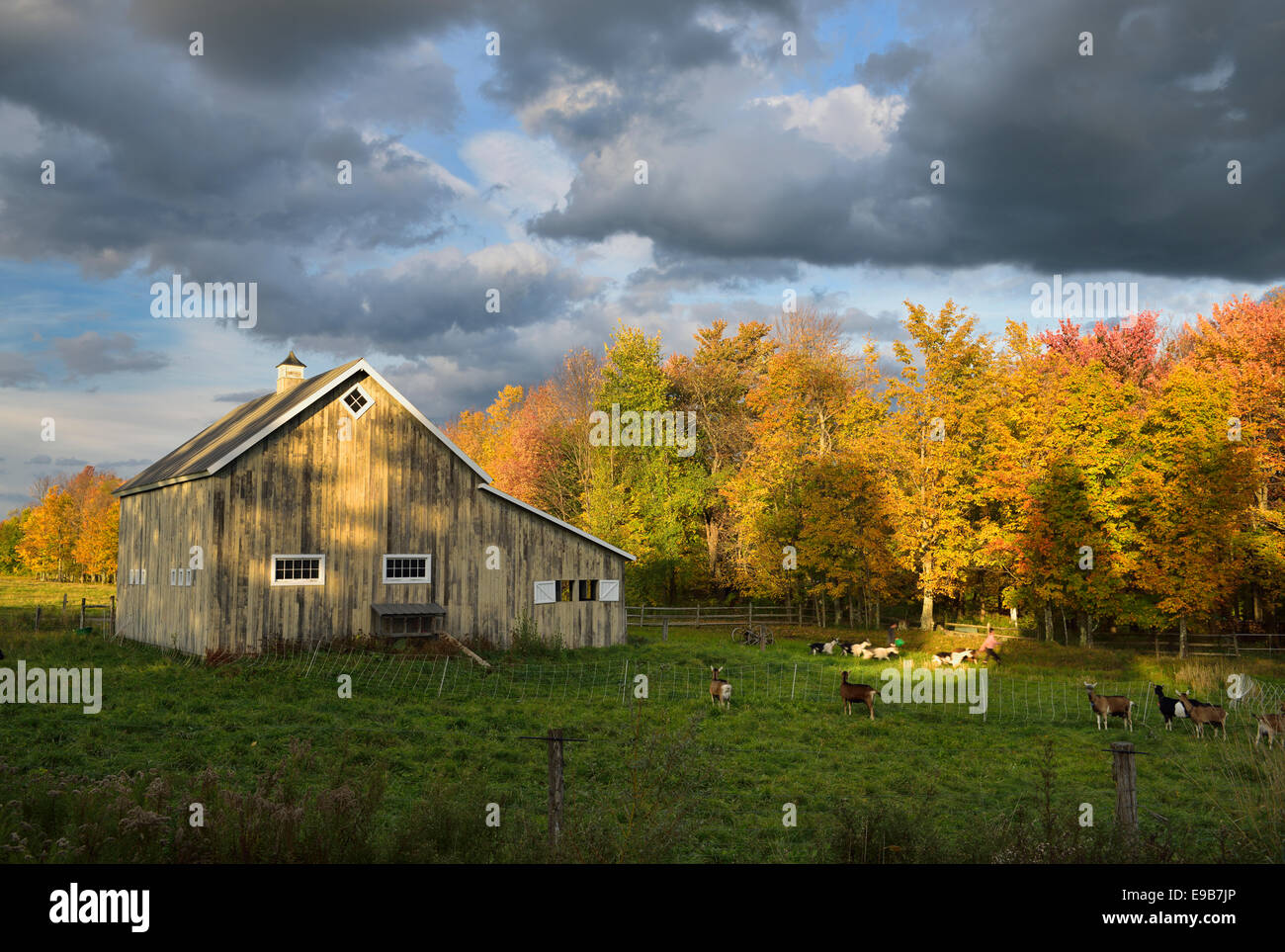 Farmers moving goats at West Hill farm in the Fall near Stowe Vermont ...