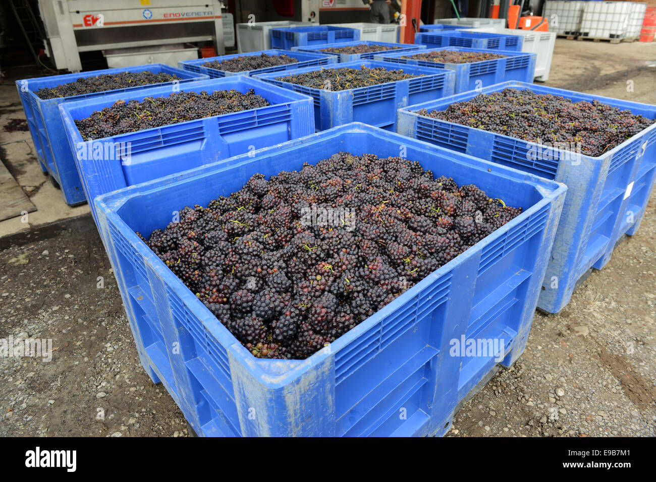 English Grapes High Resolution Stock Photography and Images - Alamy