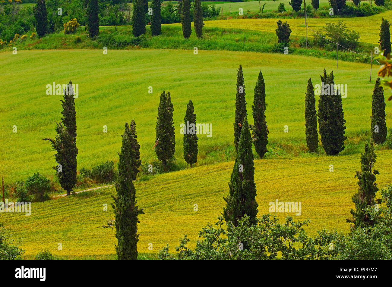 Orcia valley cypress hi-res stock photography and images - Alamy