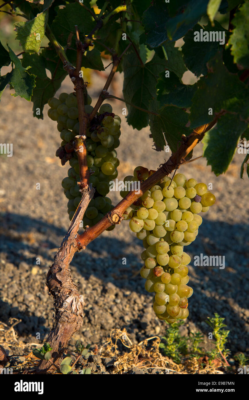 Greece vines hi-res stock photography and images - Alamy