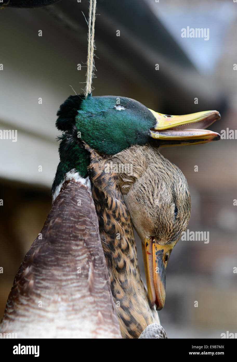 Ducks meat hi-res stock photography and images - Alamy