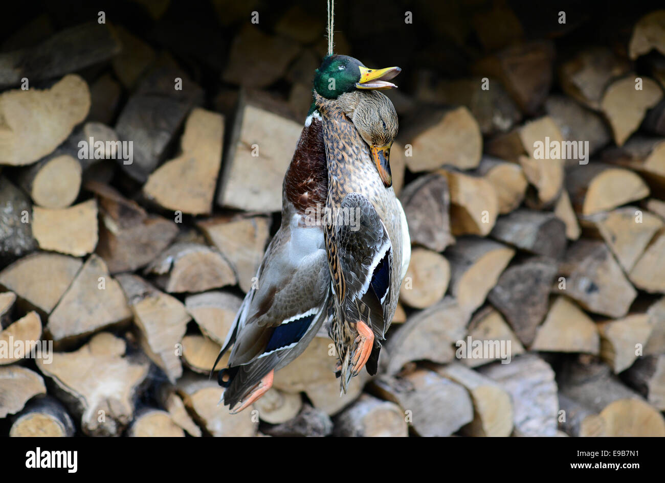 A brace or pair of ducks hanging after being shot Uk Stock Photo - Alamy