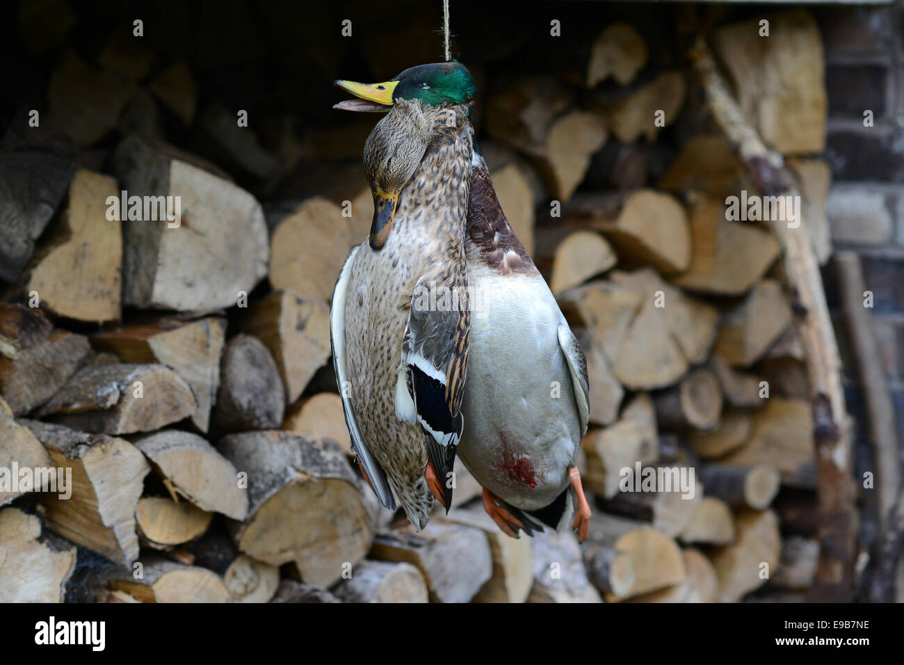 Hanging duck hi-res stock photography and images - Alamy