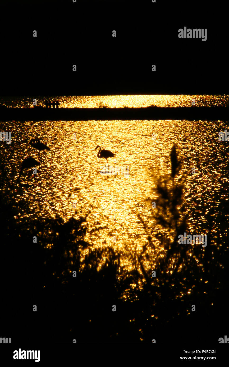 Fauna tropical fauna vertical hi-res stock photography and images - Alamy