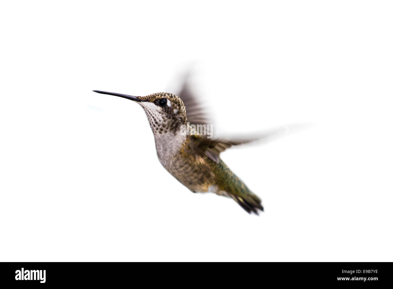 Beautiful humming hi-res stock photography and images - Alamy