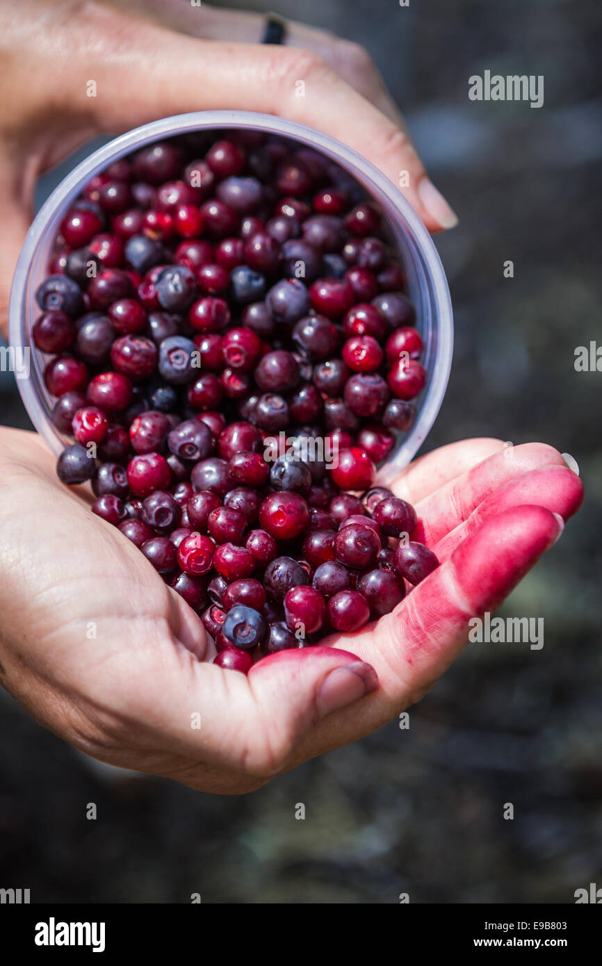 close up of a hand holding a bunch of fresh picked huckleberries in the ...