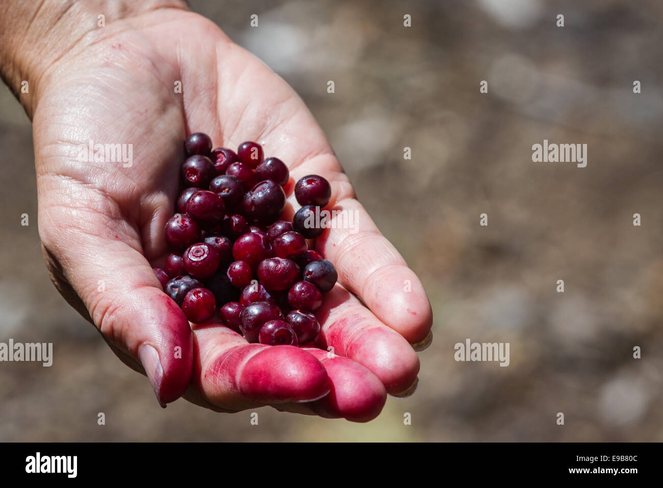close up of a hand holding a bunch of fresh picked huckleberries in the ...