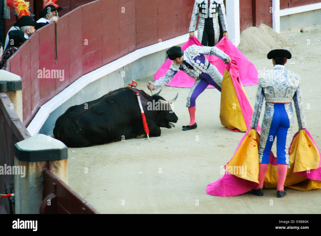 The death of Bull Stock Photo - Alamy