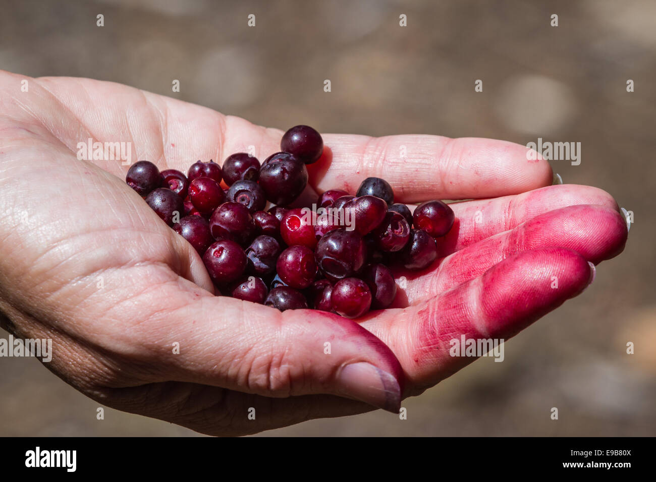 close up of a hand holding a bunch of fresh picked huckleberries in the ...