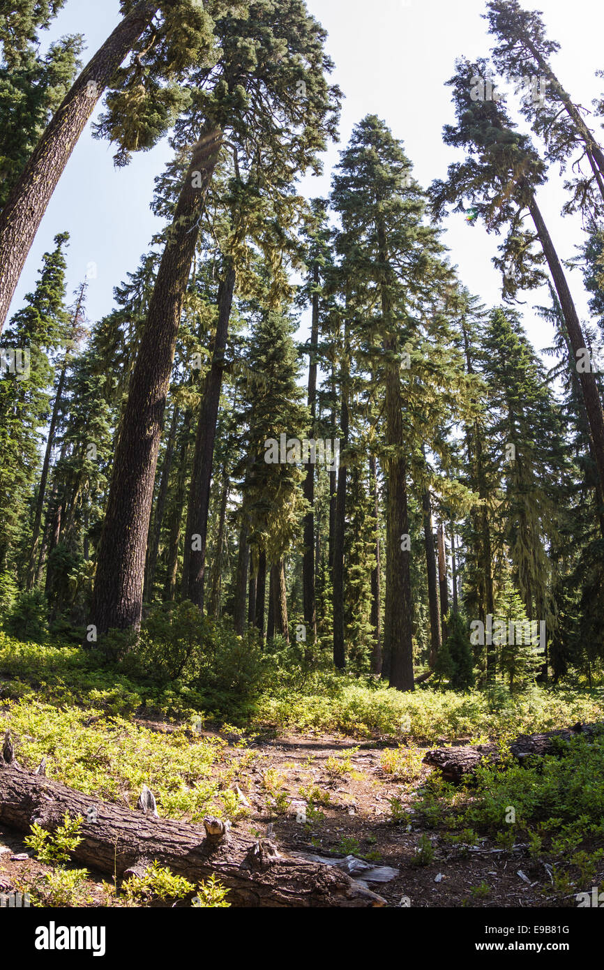 fish eye view of tall ponderosa pines in the oregon forest with bright ...
