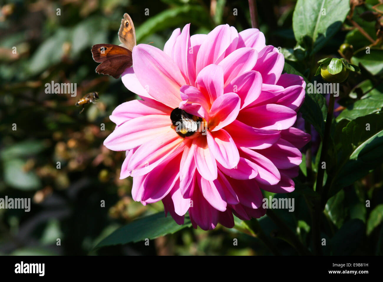 Pollen flow hi-res stock photography and images - Alamy