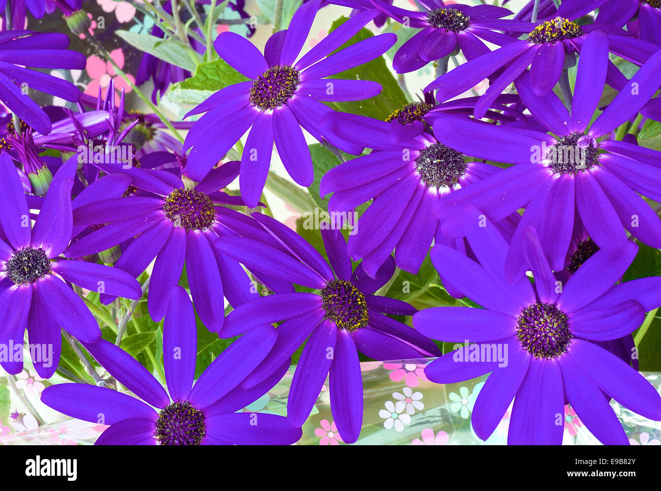 Purple Senetti Pericallis hybrid flowers Stock Photo - Alamy
