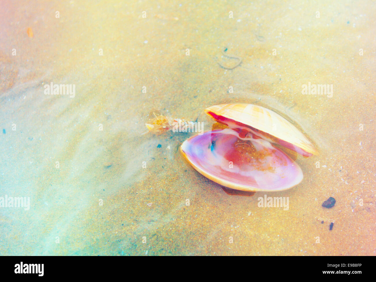 A shell washed up upon the shores in Wales Stock Photo - Alamy