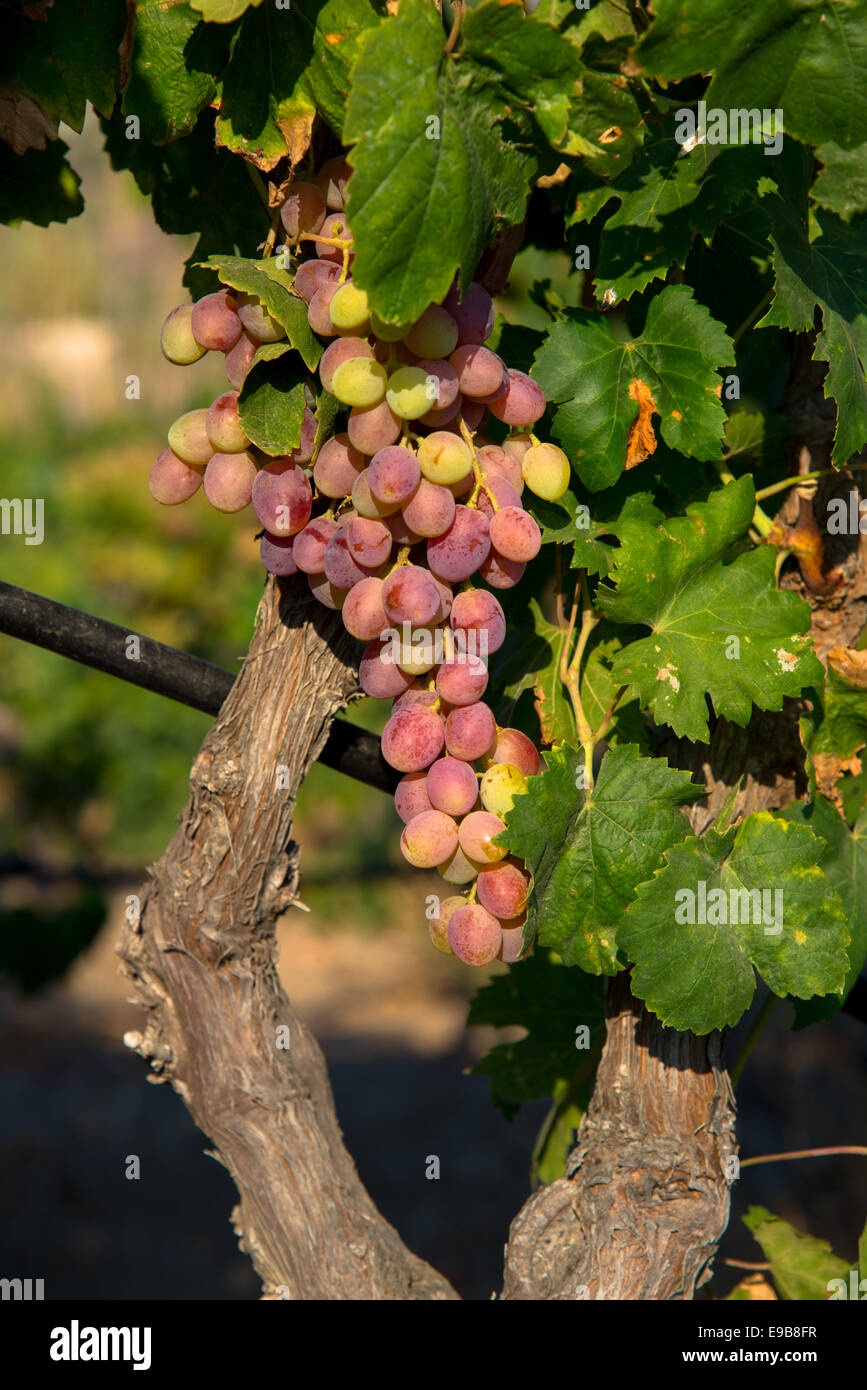 grapes in vineyard in milos in greece Stock Photo - Alamy
