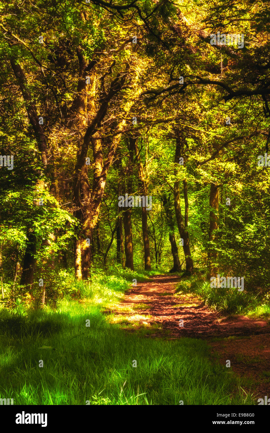 Sunlit path hi-res stock photography and images - Alamy