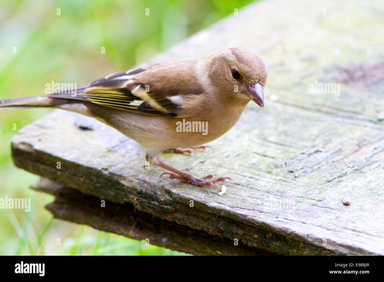 Rural chaffinch hi-res stock photography and images - Alamy