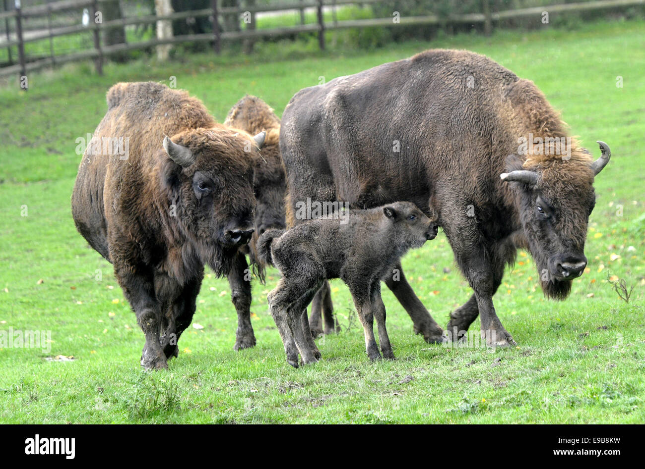 Zoo Pilsen, Czech Republic. 23rd Oct, 2014. European wood bison (Bison ...