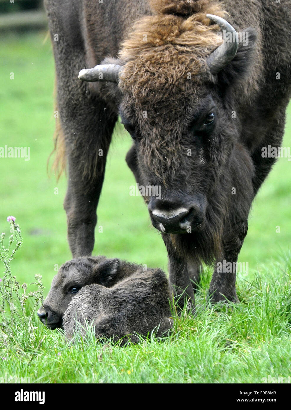 Zoo Pilsen, Czech Republic. 23rd Oct, 2014. European wood bison (Bison ...