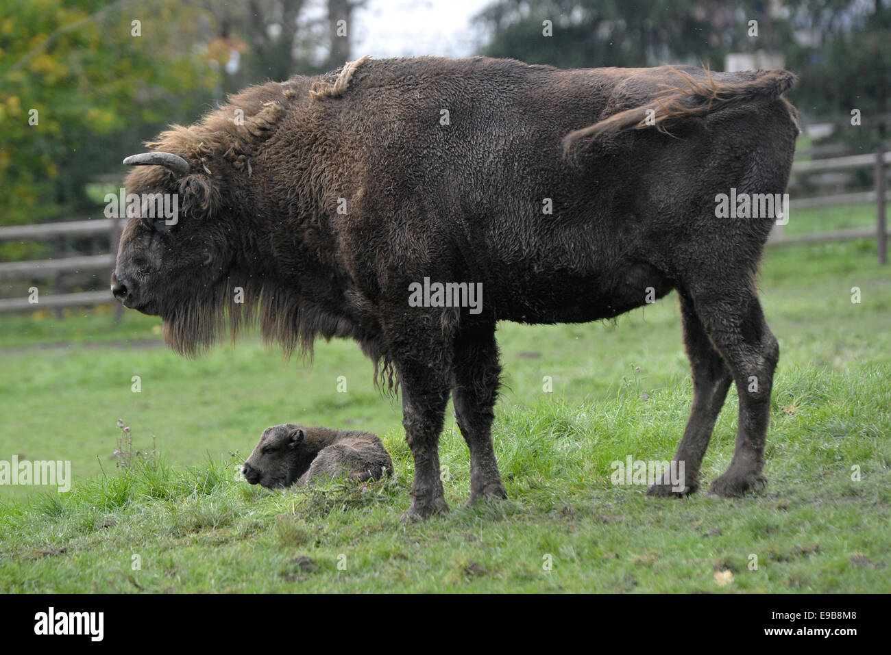 Zoo Pilsen, Czech Republic. 23rd Oct, 2014. European wood bison (Bison ...