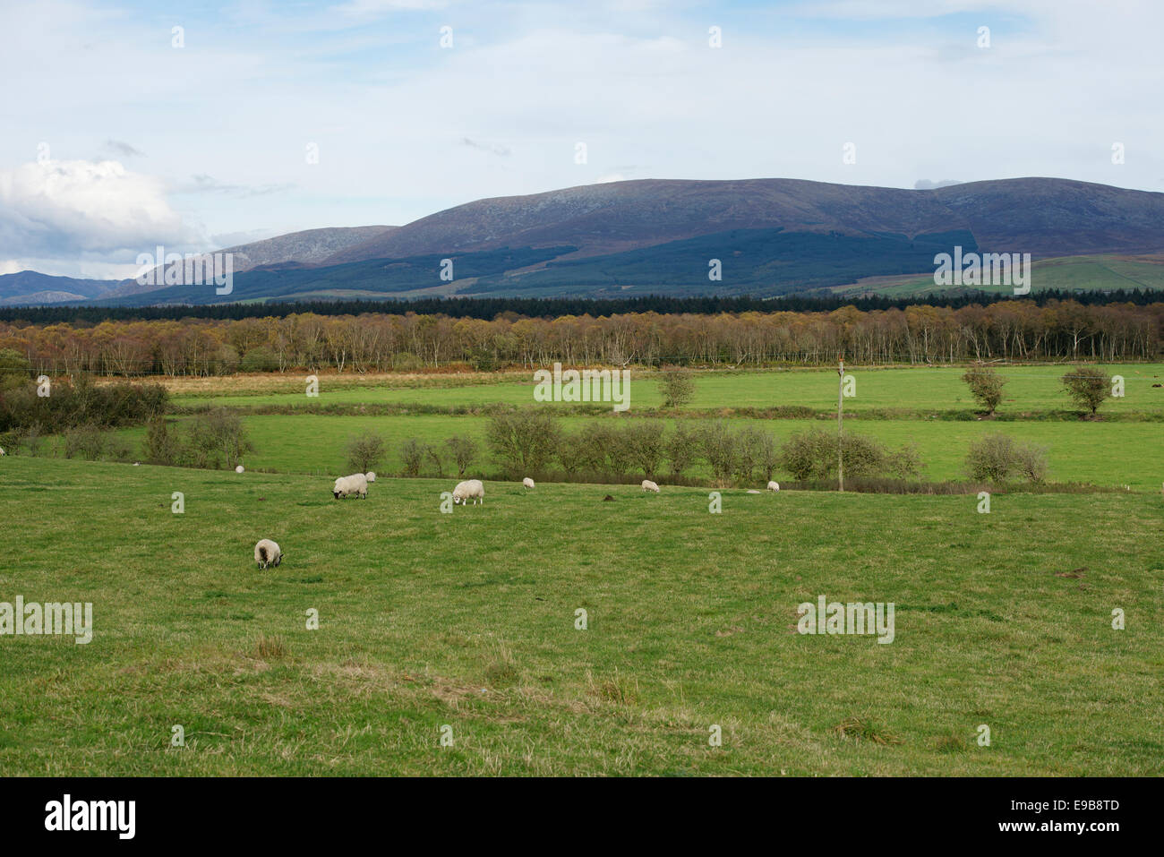 Sheep grazing in the Galloway countryside, Scotland Stock Photo - Alamy