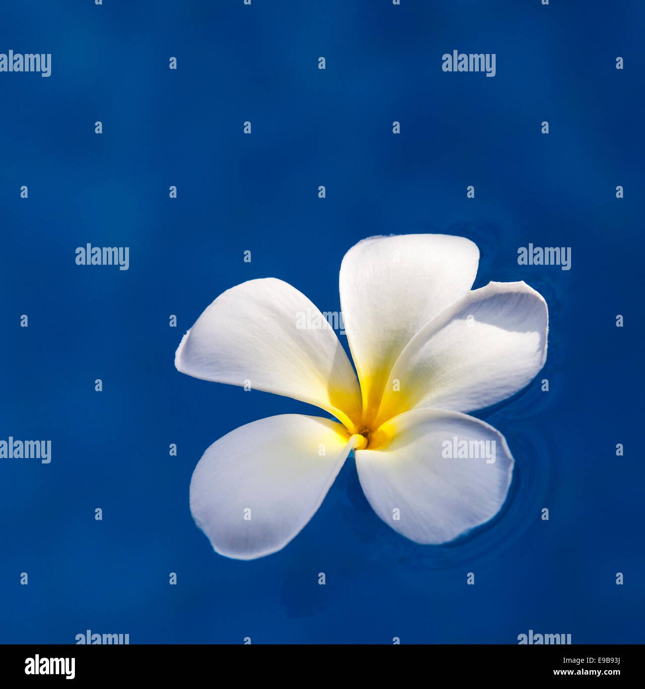 Flower petals in swimming pool hi-res stock photography and images - Alamy