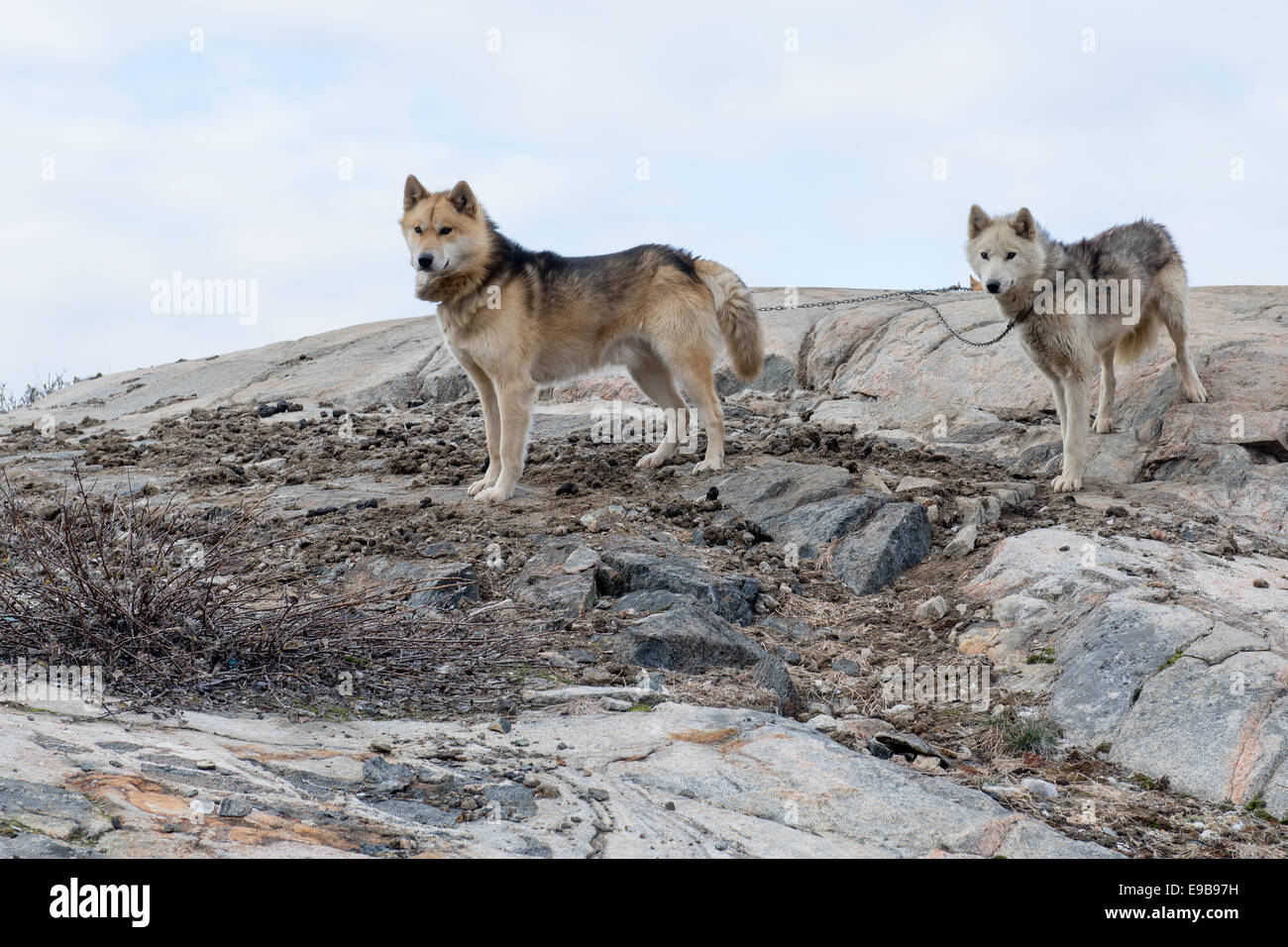 Greenland inuit sledge hi-res stock photography and images - Alamy