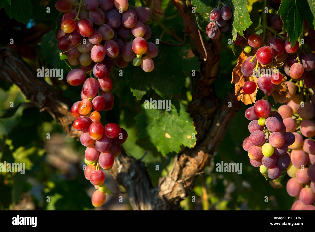 grapes in vineyard in milos in greece Stock Photo - Alamy